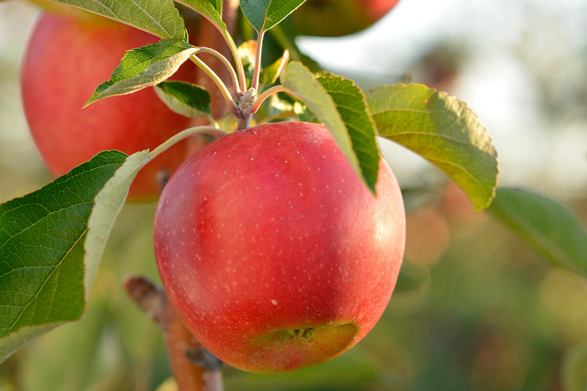 New York Apple Sales launching Yes! Apples at Fresh Summit